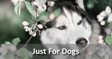 Four Your Paws Only - Pet Specialty Store