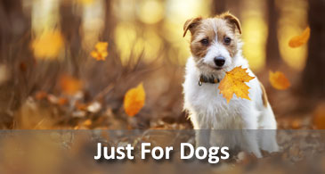 Four Your Paws Only - Pet Specialty Store