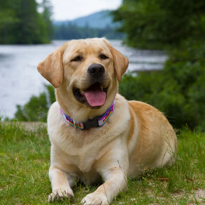 Shop Our Pet Specialty Store - Four Your Paws Only