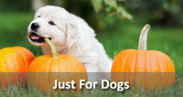 Four Your Paws Only - Pet Specialty Store