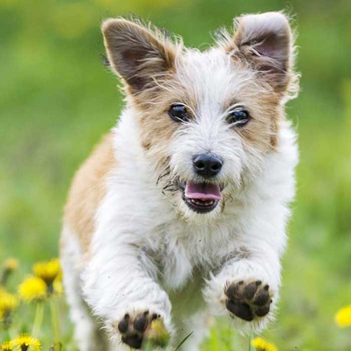 Shop Our Pet Specialty Store - Four Your Paws Only