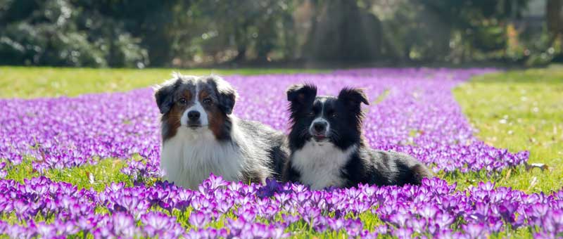 Four Your Paws Only - Pet Specialty Store