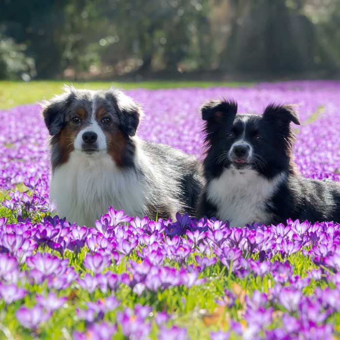 Shop Our Pet Specialty Store - Four Your Paws Only