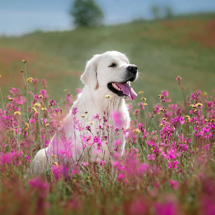 Shop Our Pet Specialty Store - Four Your Paws Only
