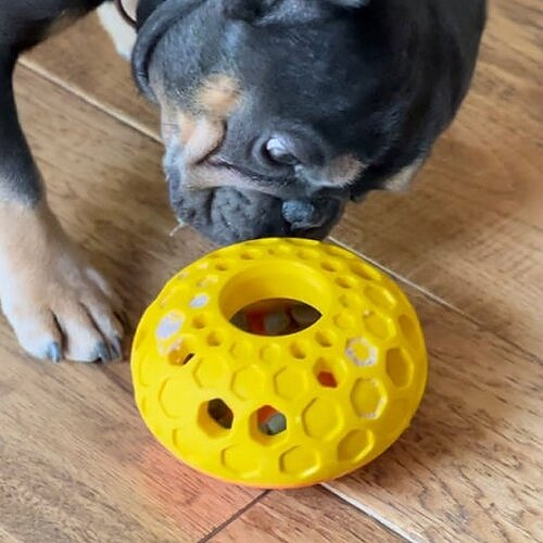 Tall Tails Bee Hive - Four Your Paws Only