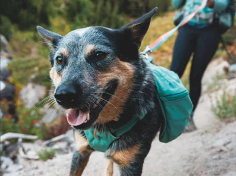 Four Your Paws Only - Pet Specialty Store