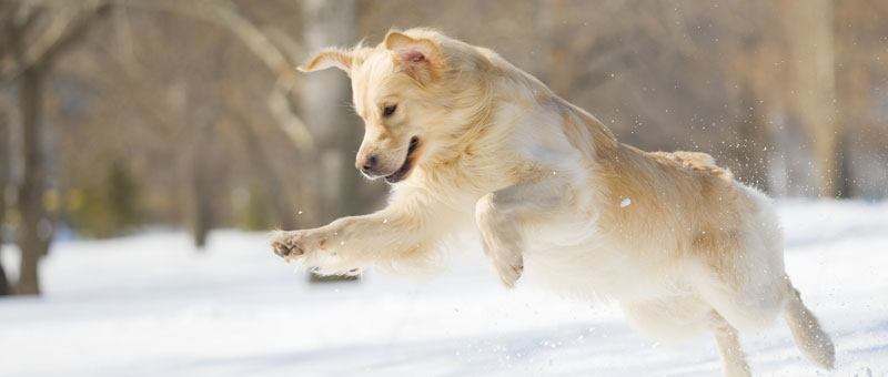 Four Your Paws Only - Pet Specialty Store